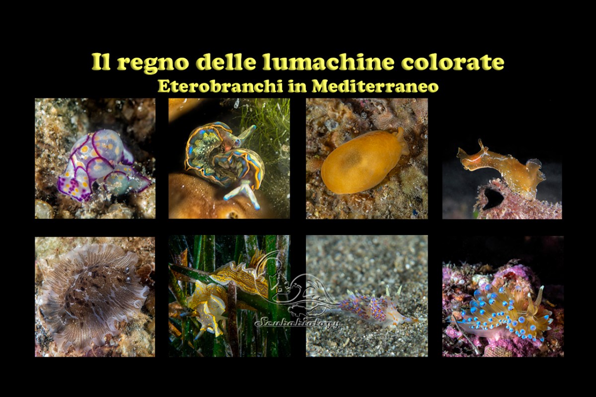 Il regno delle lumachine colorate – Scubabiology